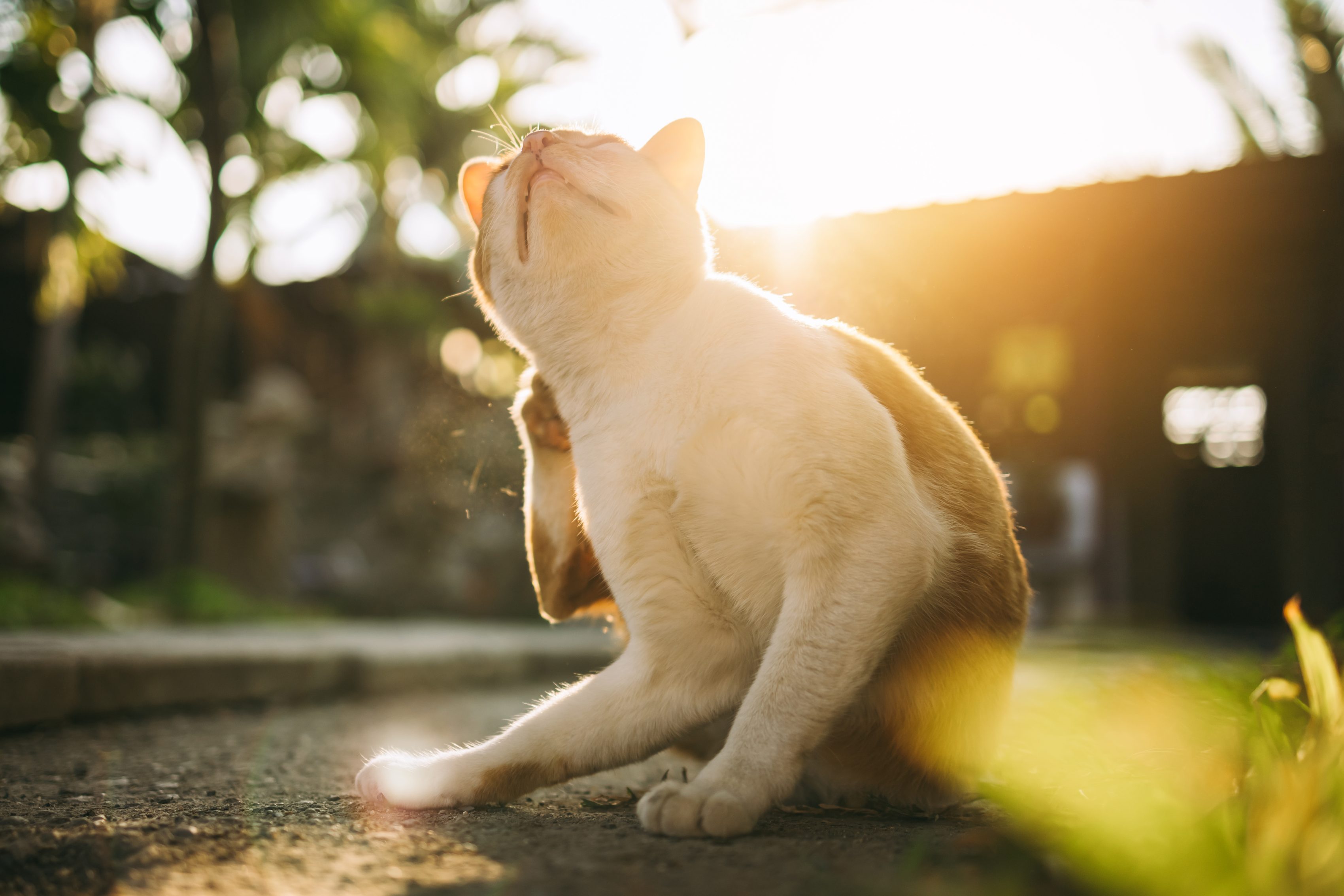 SARNA EN GATOS: TODO LO QUE DEBES SABER | MyPet