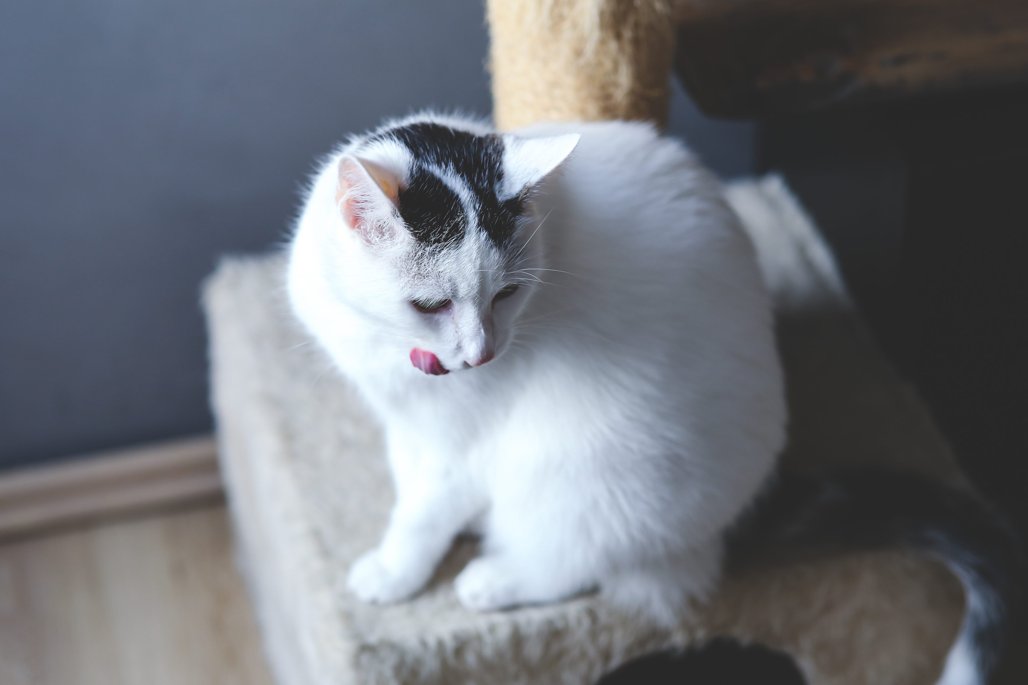 ¿POR QUÉ LAMEN LOS GATOS? | MyPet